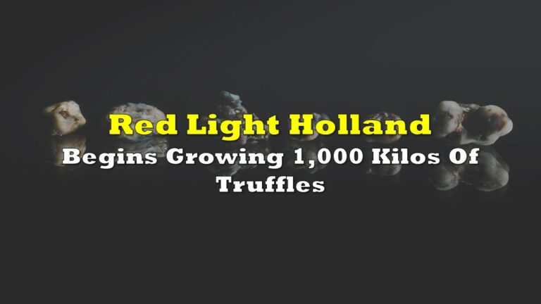 Red Light Holland Begins Growing 1,000 Kilos Of Truffles | the deep dive