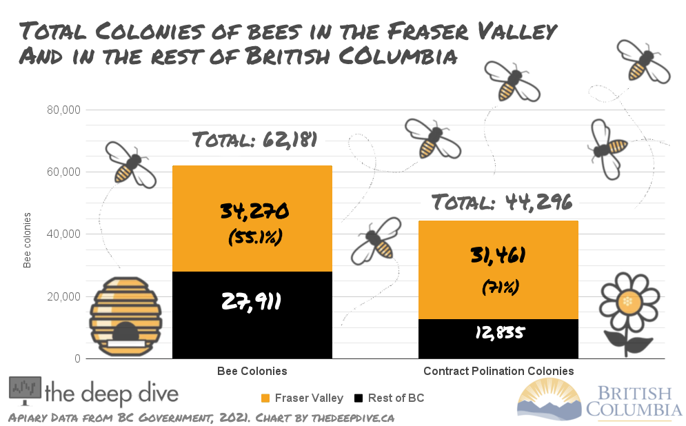 Bee-Colonies-in-the-Fraser-Valley-and-the-rest-of-BC | the deep dive